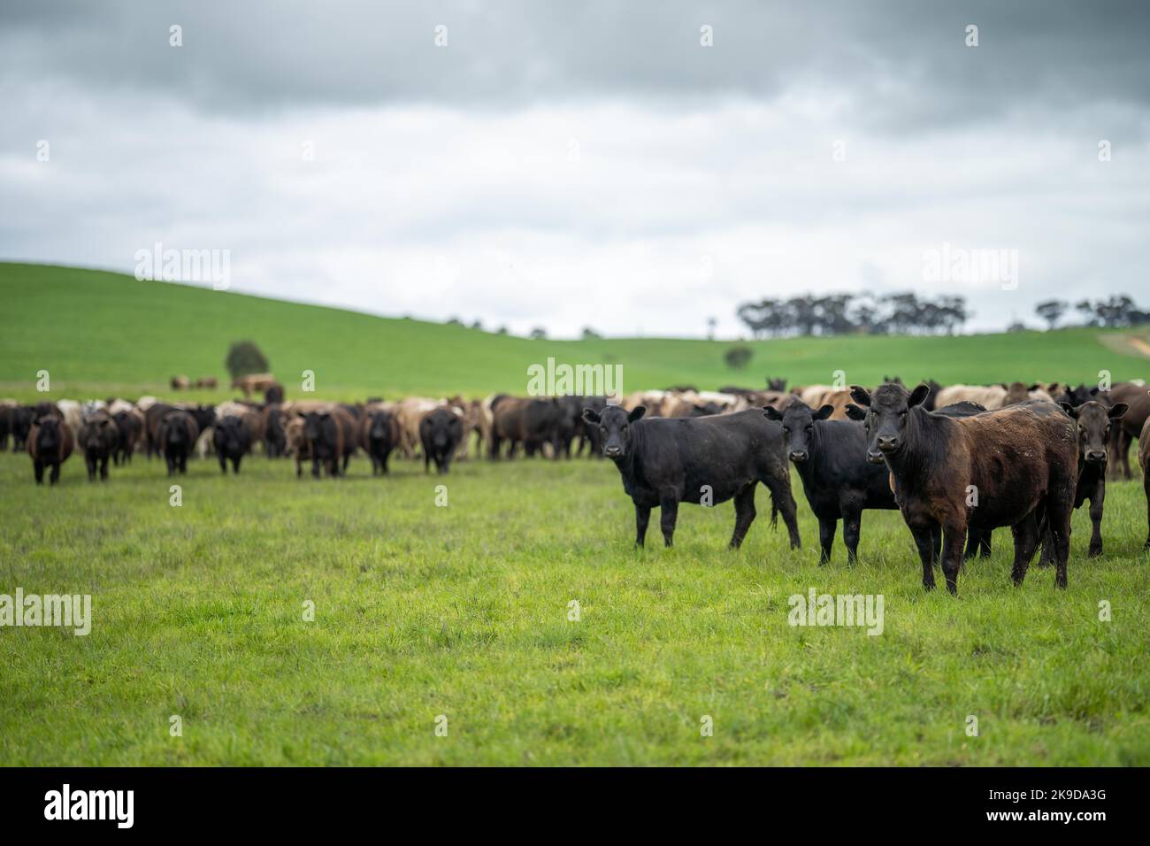 Angola cote divoire flag hi-res stock photography and images - Alamy