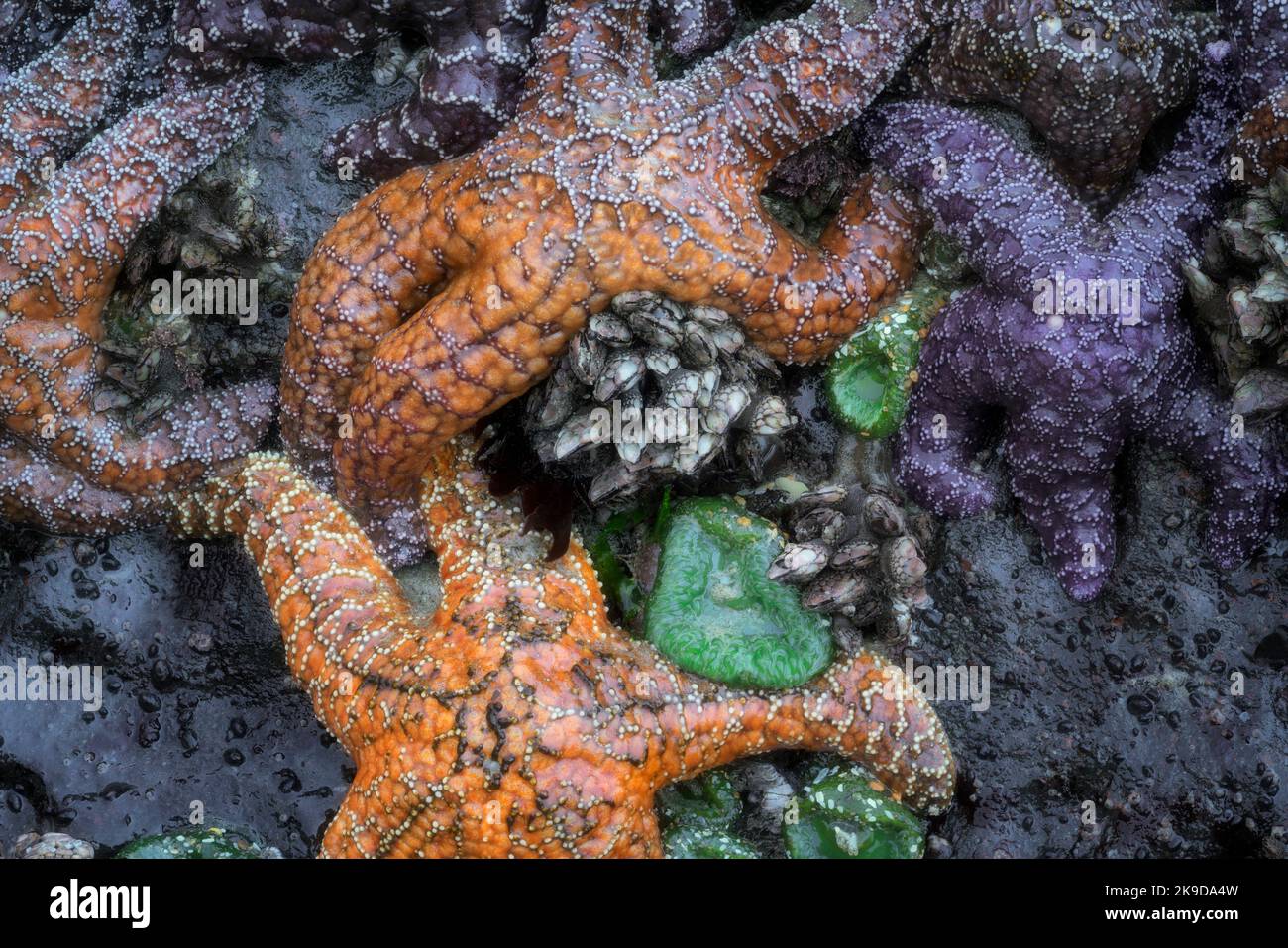 Colorful sea stars and green sea anemones exposed for a brief time ...