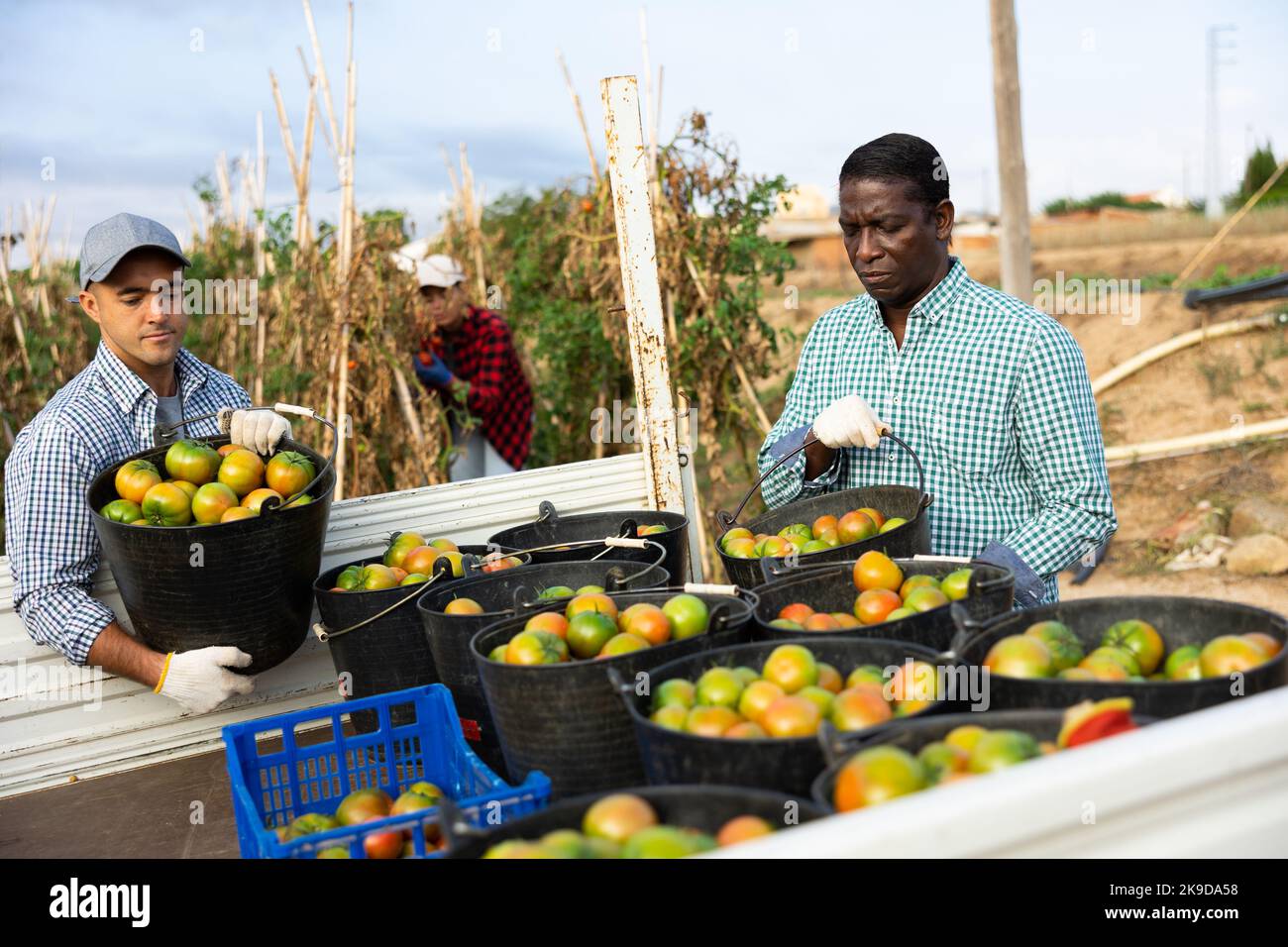 Farm workers loading buckets of harvested tomatoes into truck on ...