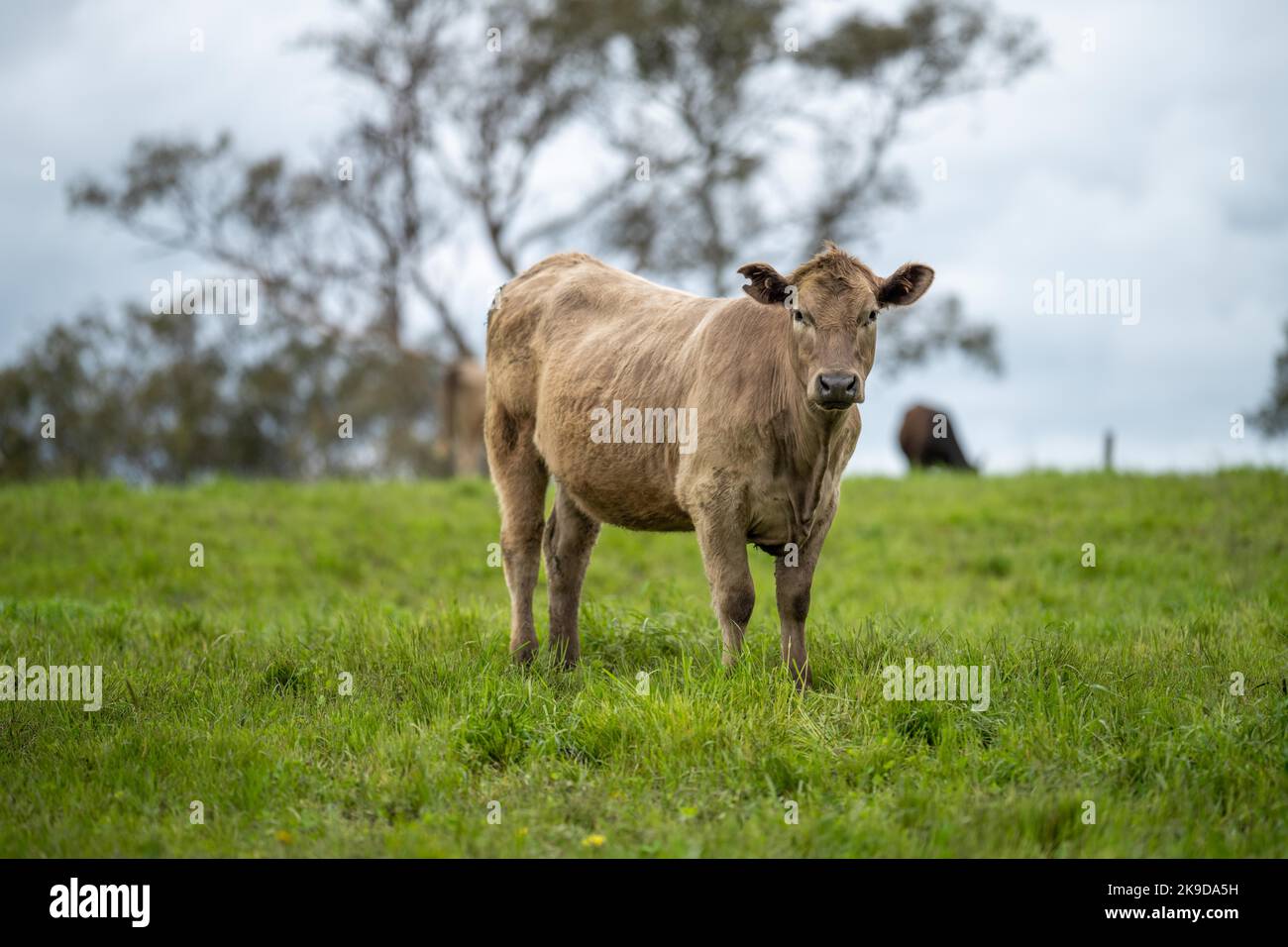 sustainable agriculture cow farm in a field, beef cows in a field ...