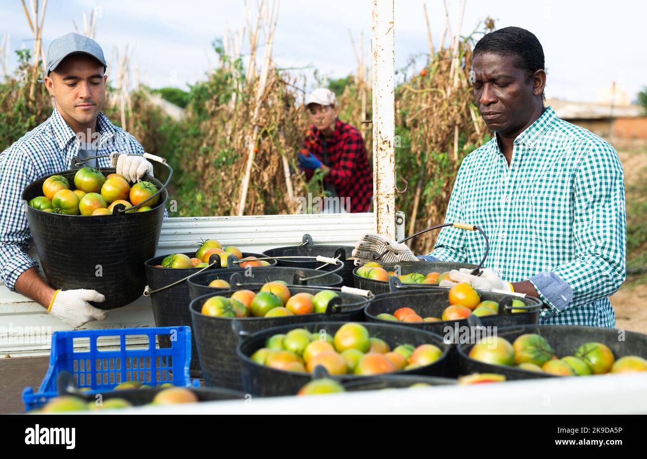 Men loading buckets full of tomatoes on truck Stock Photo - Alamy