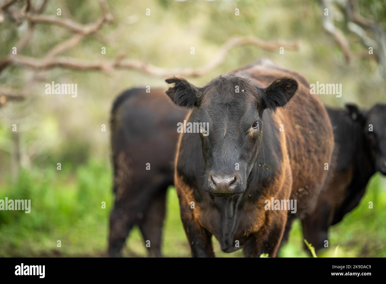 agriculture field, herd of beef cows in a field. springtime on a farm ...