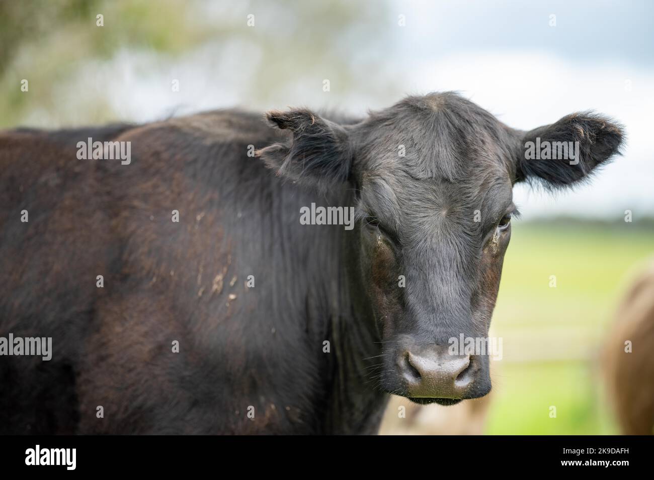 Dr congo mali flag hi-res stock photography and images - Alamy