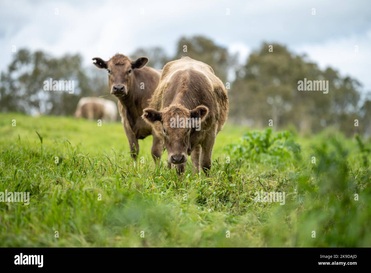 Austria brunei hi-res stock photography and images - Alamy