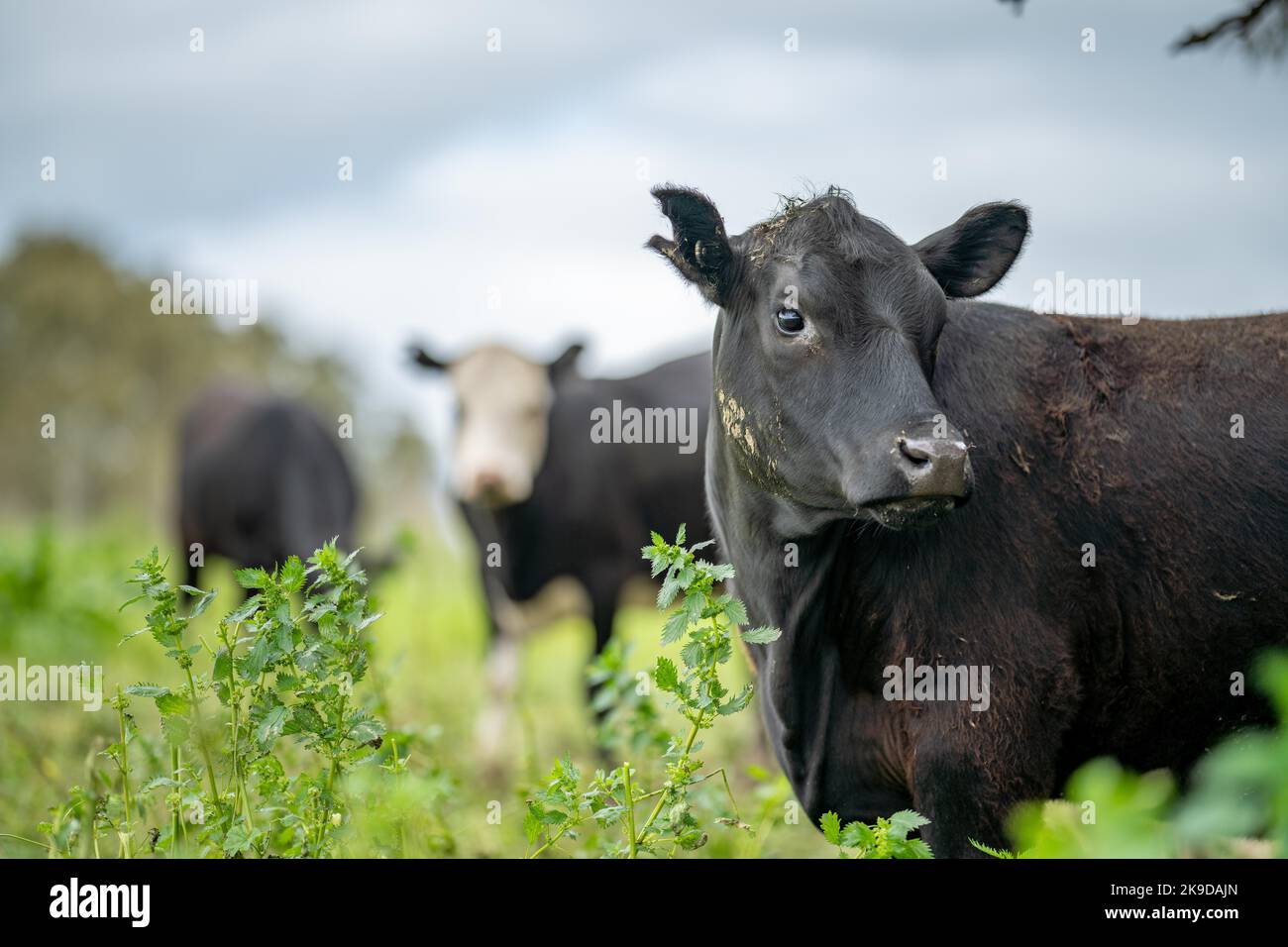 American brahman cow hi-res stock photography and images - Alamy