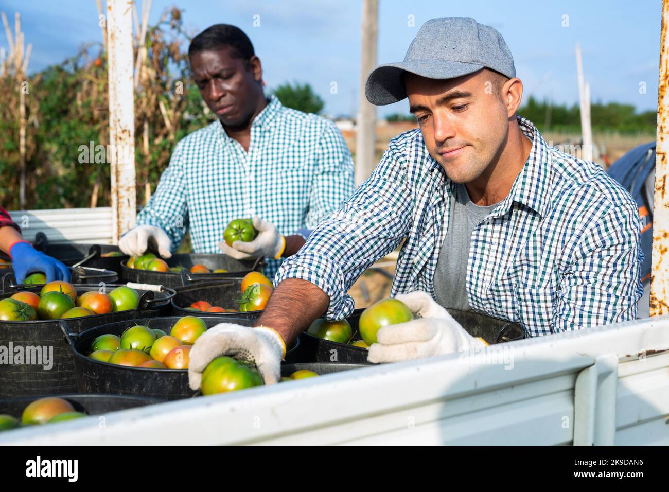 Farmer with team of workers loading truck with harvested tomatoes Stock ...