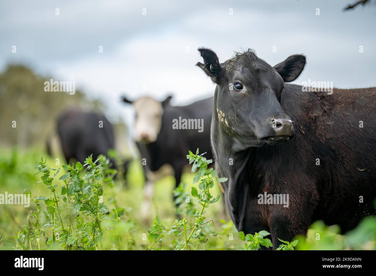 sustainable agriculture cow farm in a field, beef cows in a field. livestock herd grazing on ...