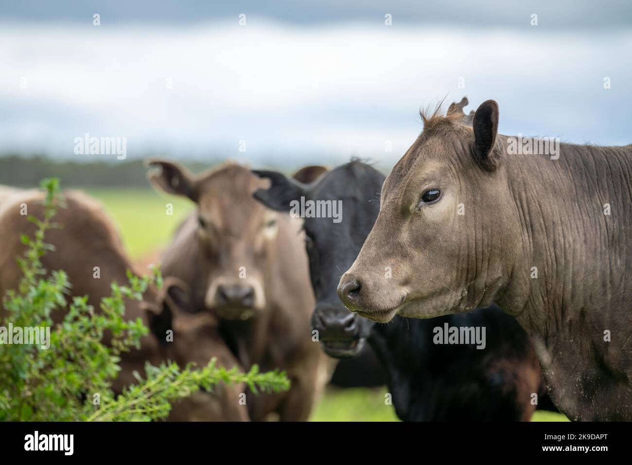 Dr congo tanzania flag hi-res stock photography and images - Alamy
