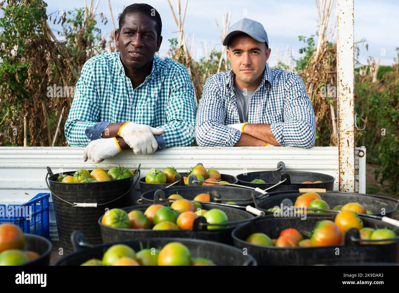 Two smiling farmers standing in farm field near truck with harvested ...