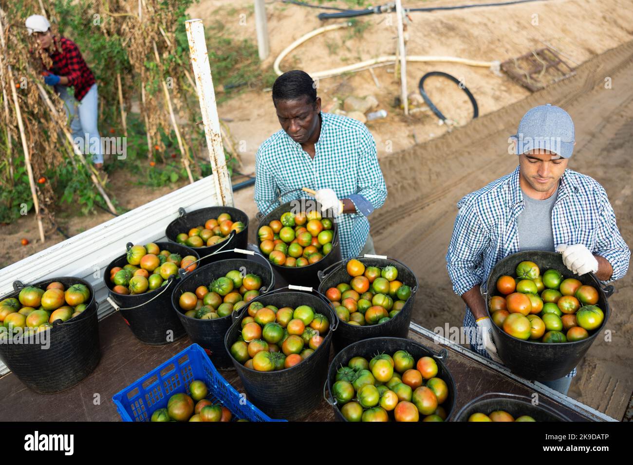 Men farmers gathering buckets full of green tomatoes Stock Photo - Alamy