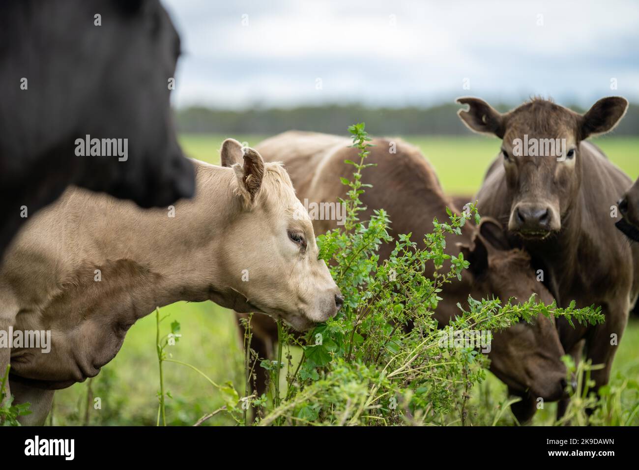 Regenerative Stud Angus, wagyu, Murray grey, Dairy and beef Cows and ...