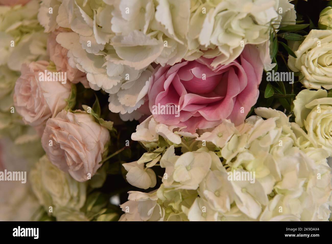 Mixture of roses hi-res stock photography and images - Alamy