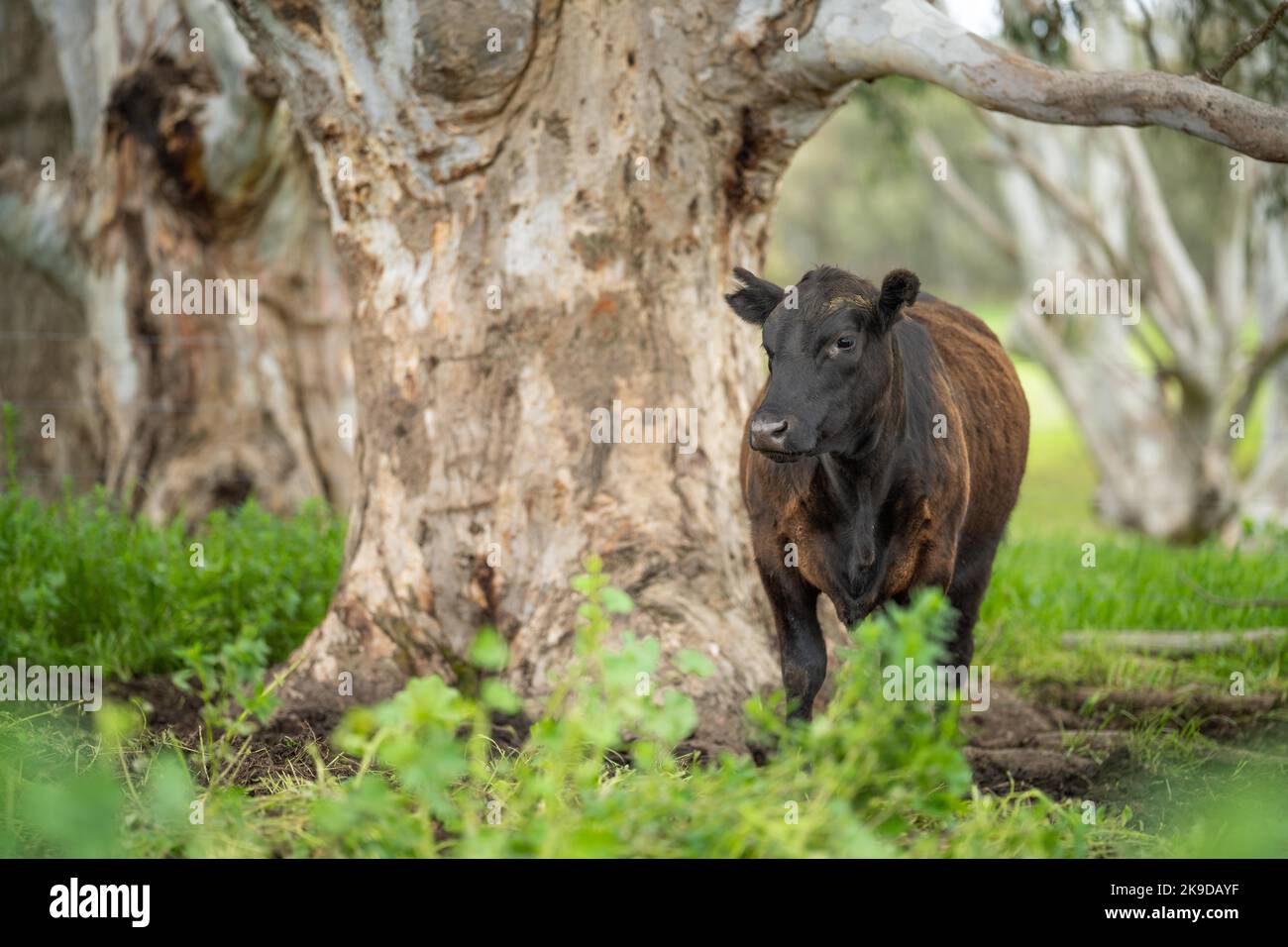 agriculture field, herd of beef cows in a field. springtime on a farm ...