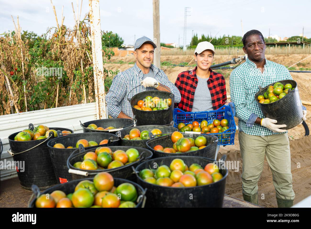 Happy farmers posing with harvest of tomatoes in buckets next to truck ...