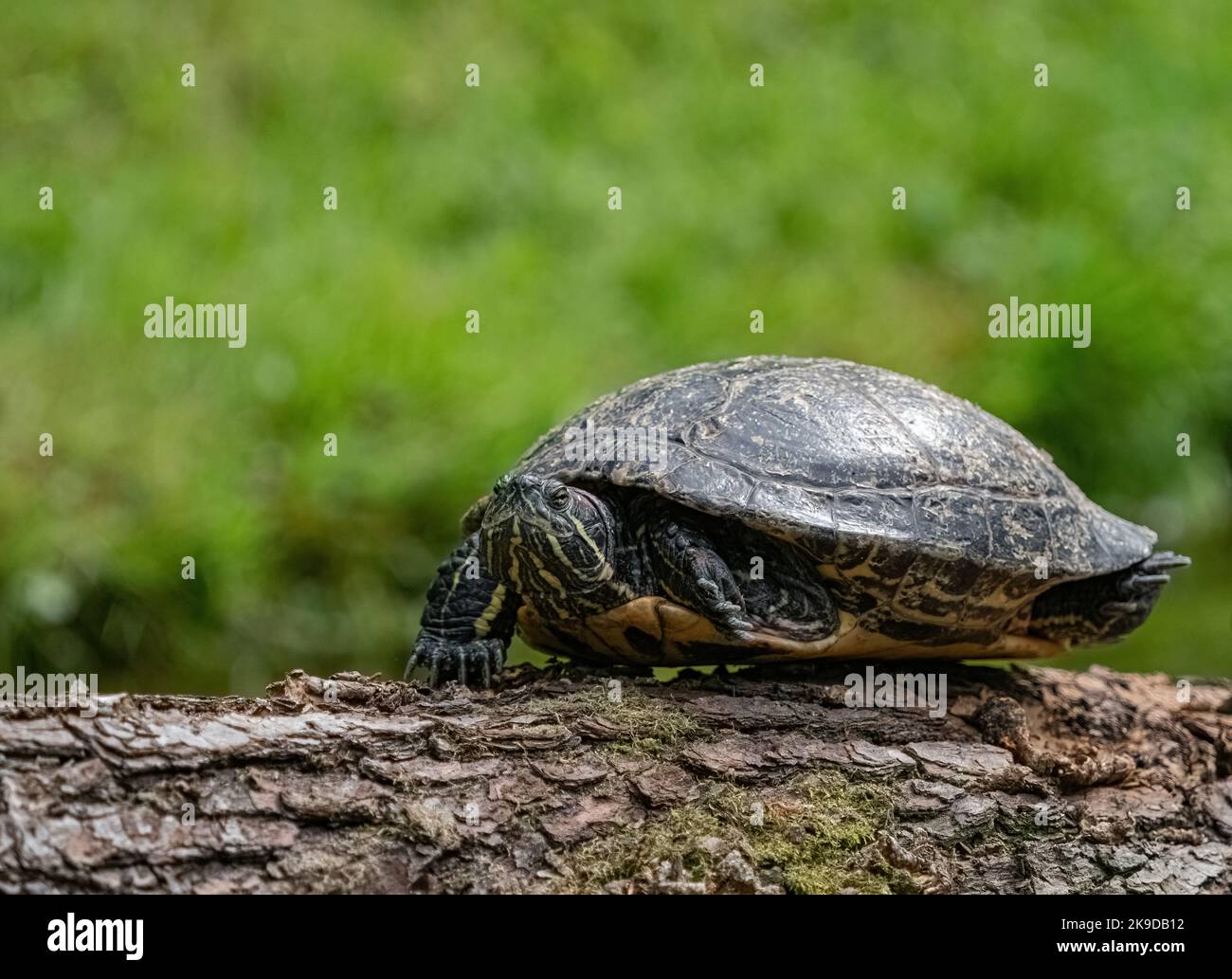 Cute turtle hi-res stock photography and images - Alamy