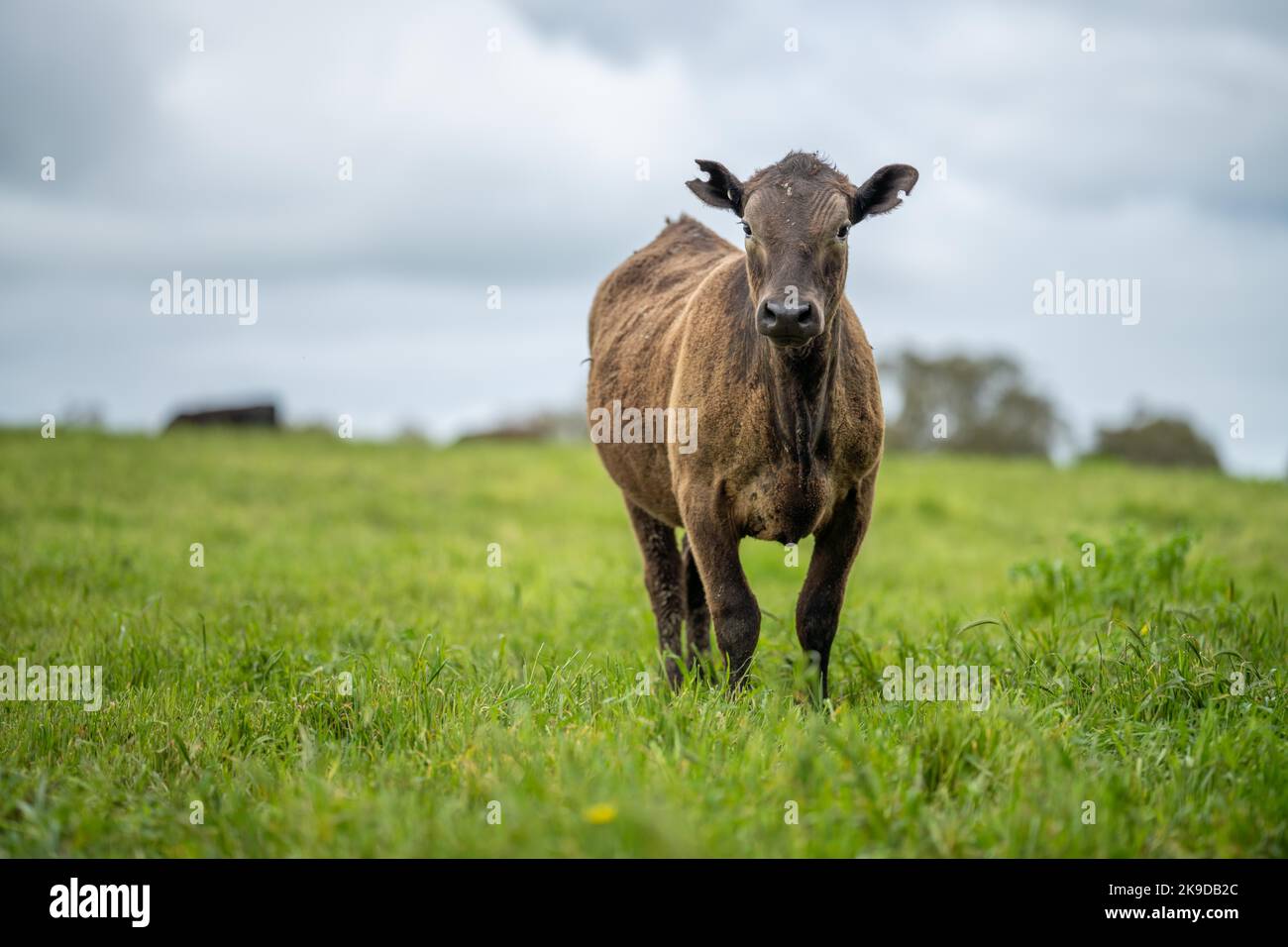 Cattle ranch aerial australia hi-res stock photography and images - Alamy