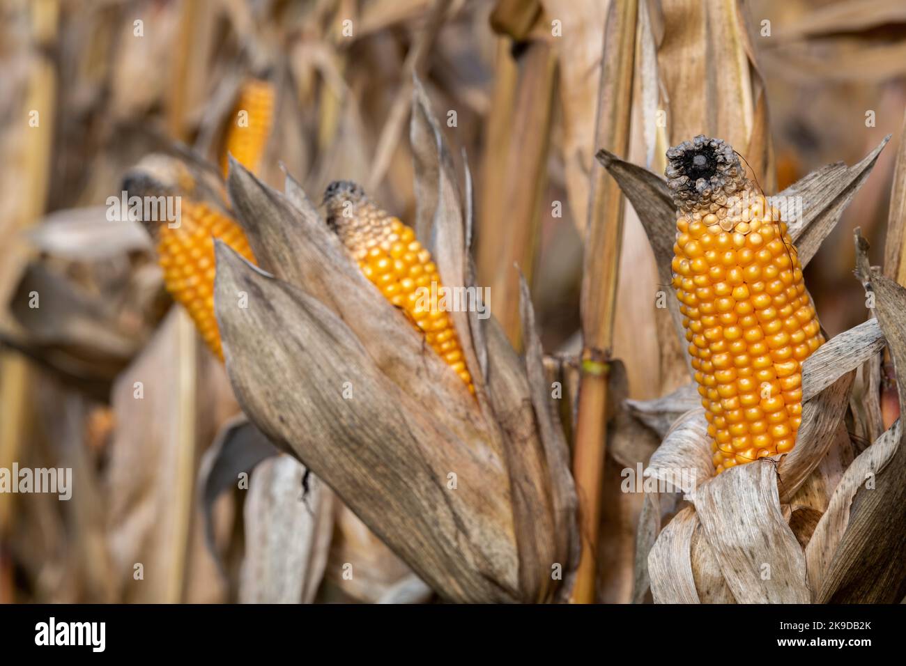 Dried corn cobs growing on maize plants in autum, Corn-Cob-Mix, Lower ...