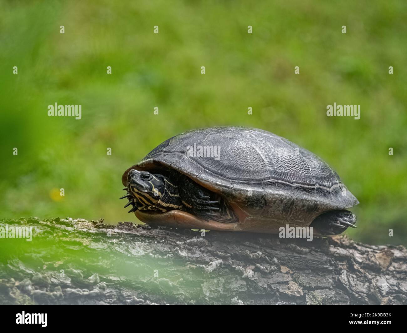 Cute turtle hi-res stock photography and images - Alamy