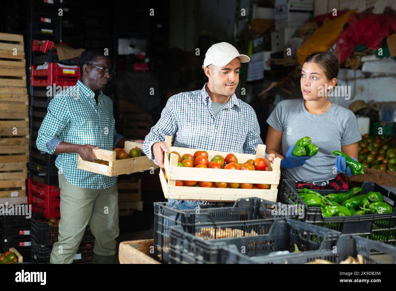 Team of vegetable farm workers sorting harvested tomatoes and peppers ...