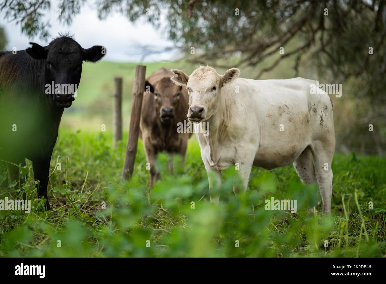 agriculture field, herd of beef cows in a field. springtime on a farm ...