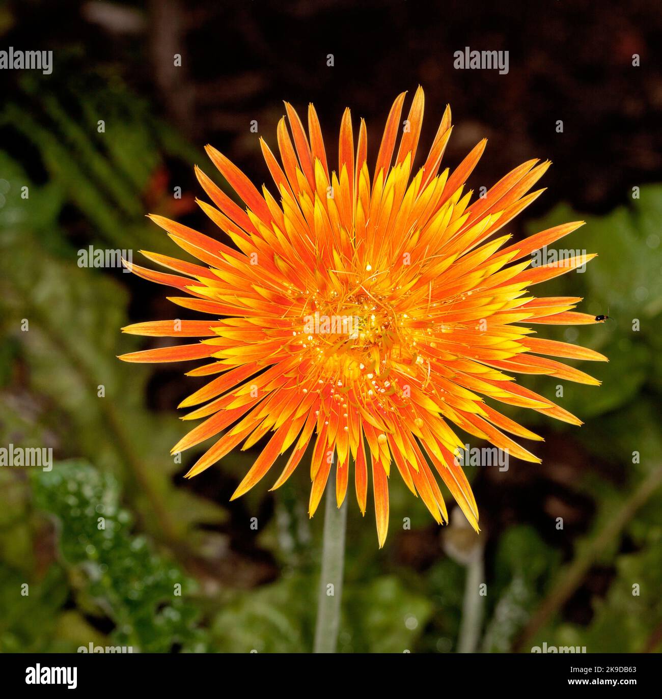 Stunning large vivid orange flower of Gerbera bauerii nobleflora on ...