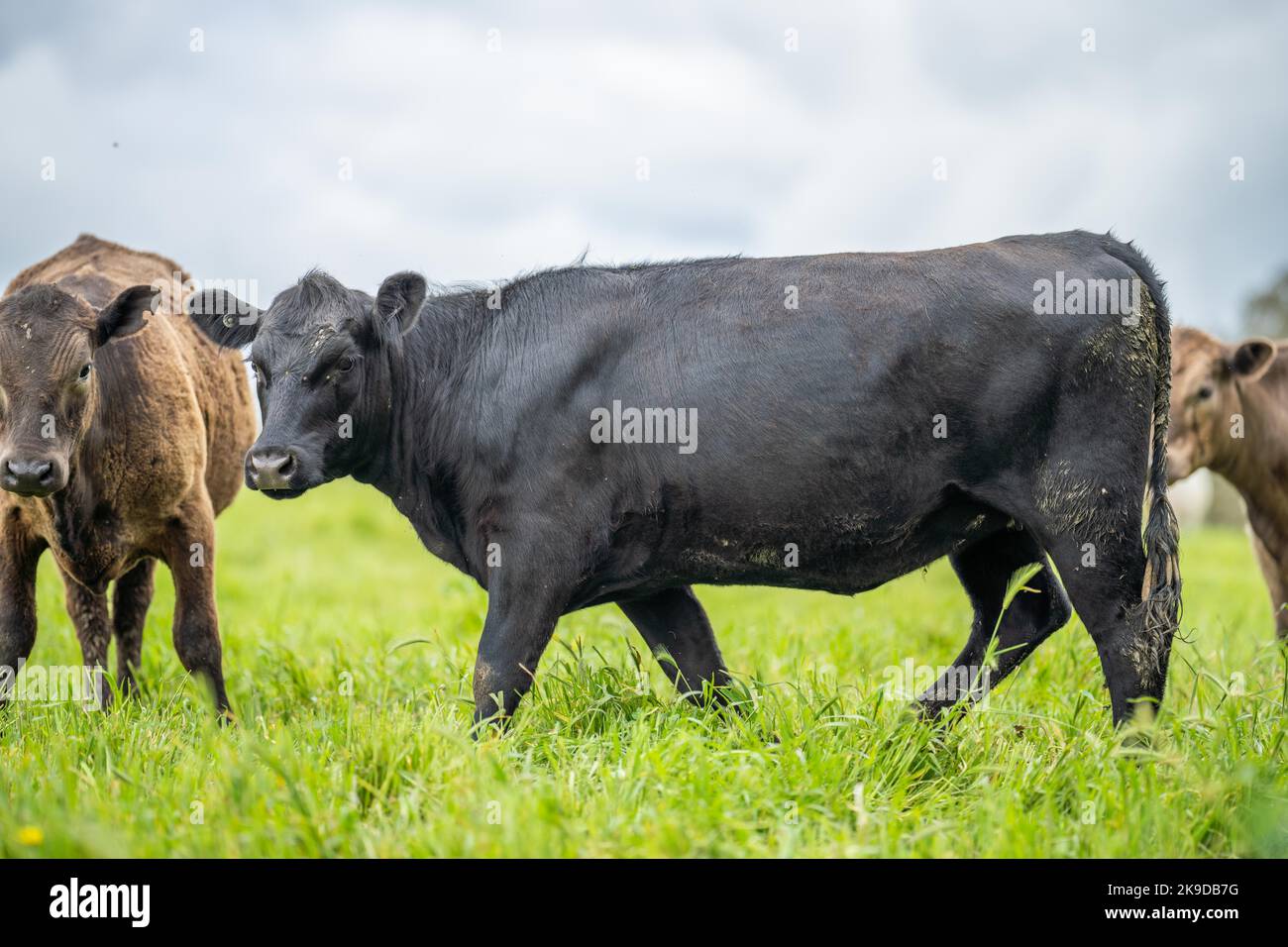 sustainable agriculture cow farm in a field, beef cows in a field ...