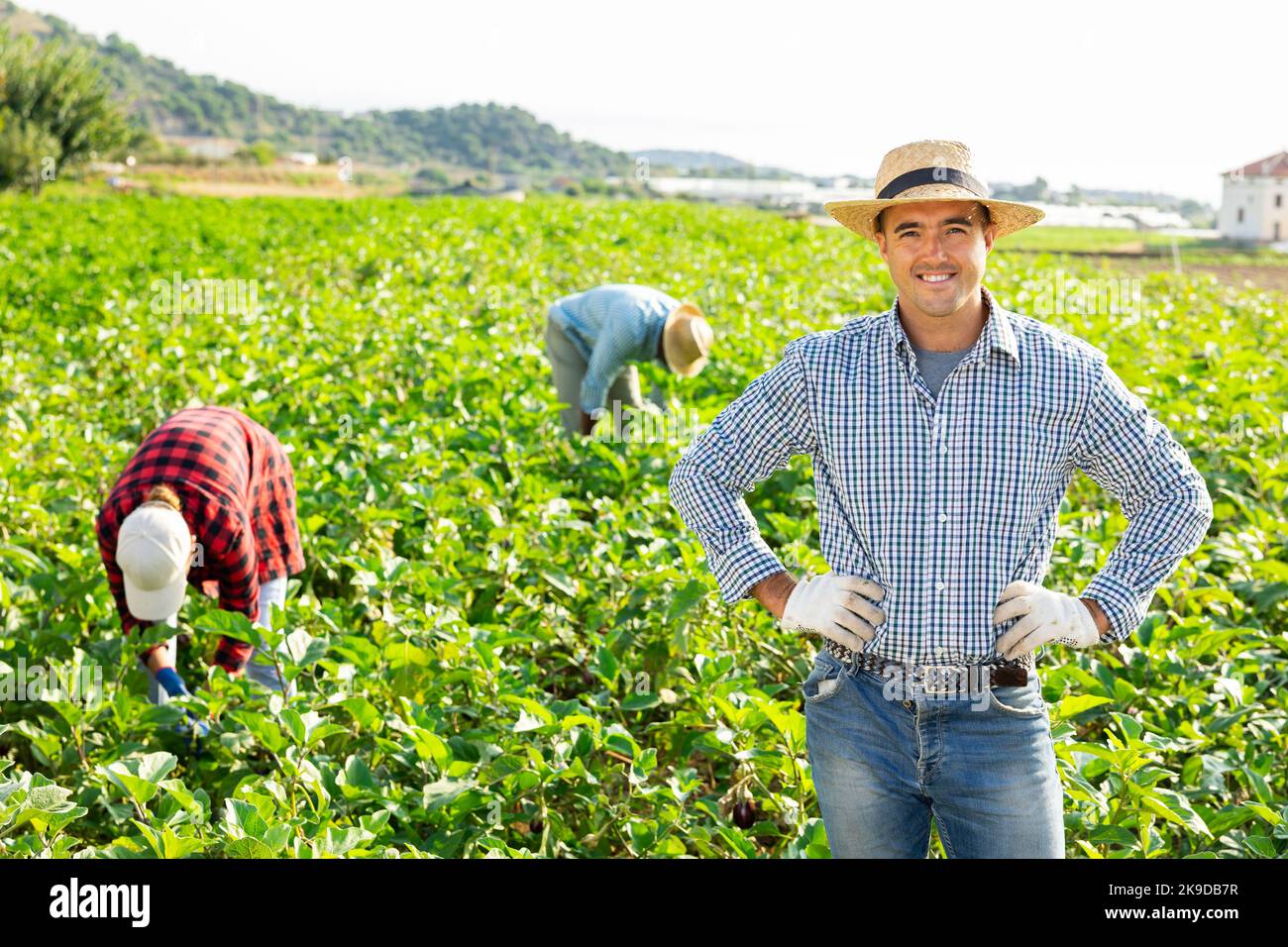 Successful farmer standing on field during harvesting of eggplant Stock ...