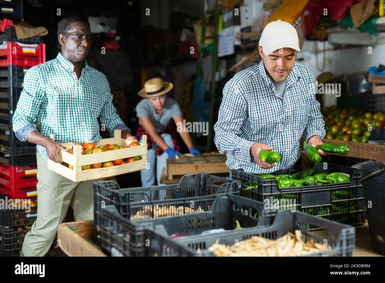 Vegetable warehouse worker sorts green bell peppers while loader ...