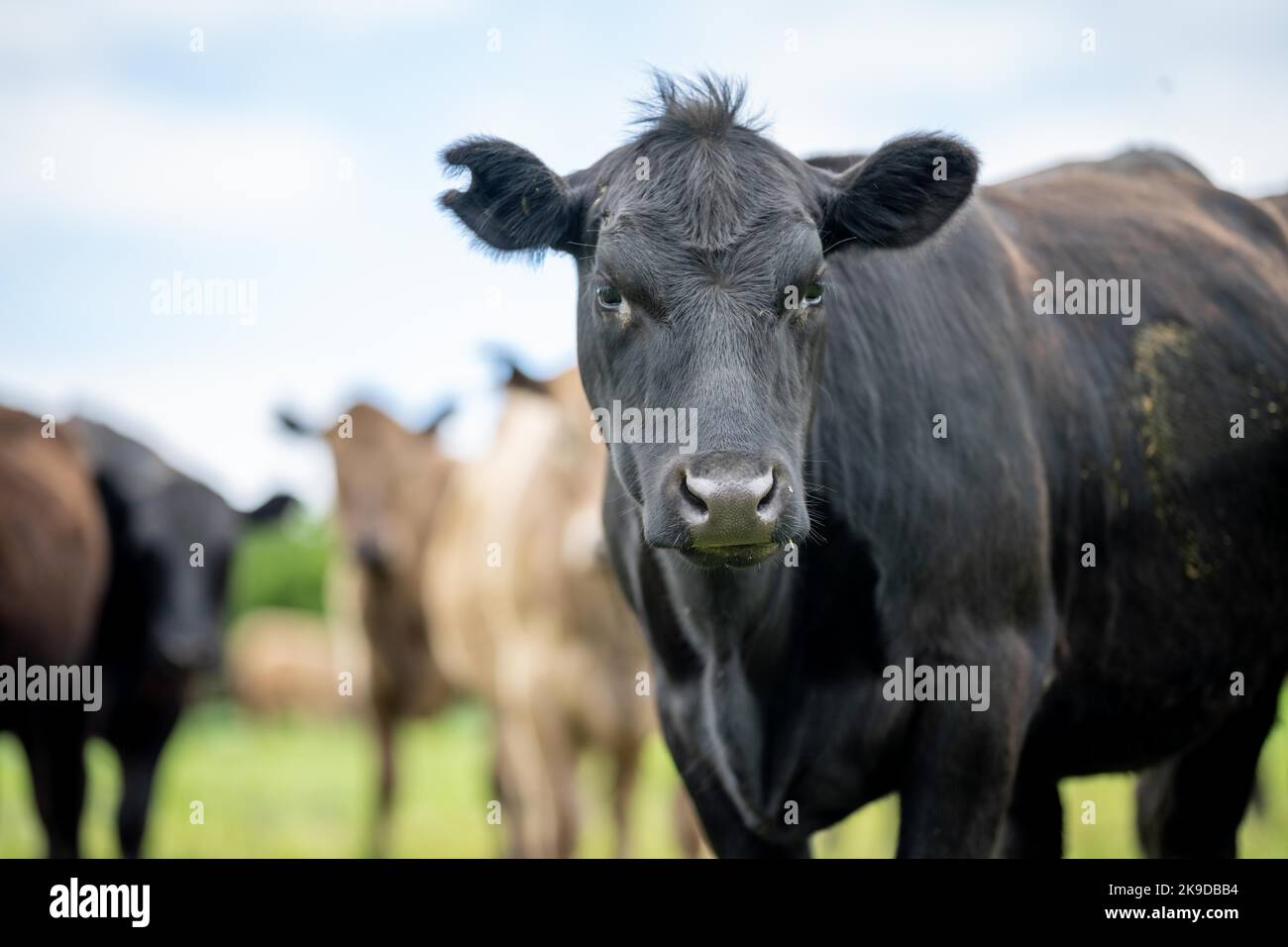 agriculture field in africa, beef cows in a field. livestock herd ...