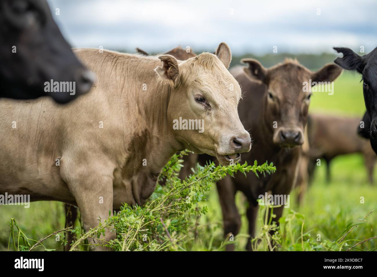 sustainable agriculture cow farm in a field, beef cows in a field ...