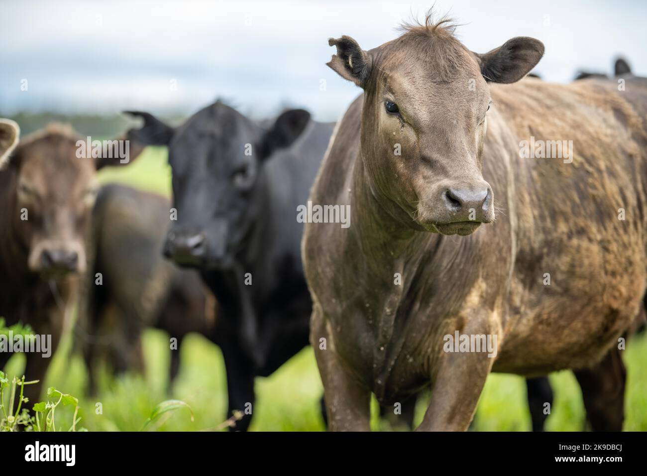 Regenerative Stud Angus, wagyu, Murray grey, Dairy and beef Cows and ...