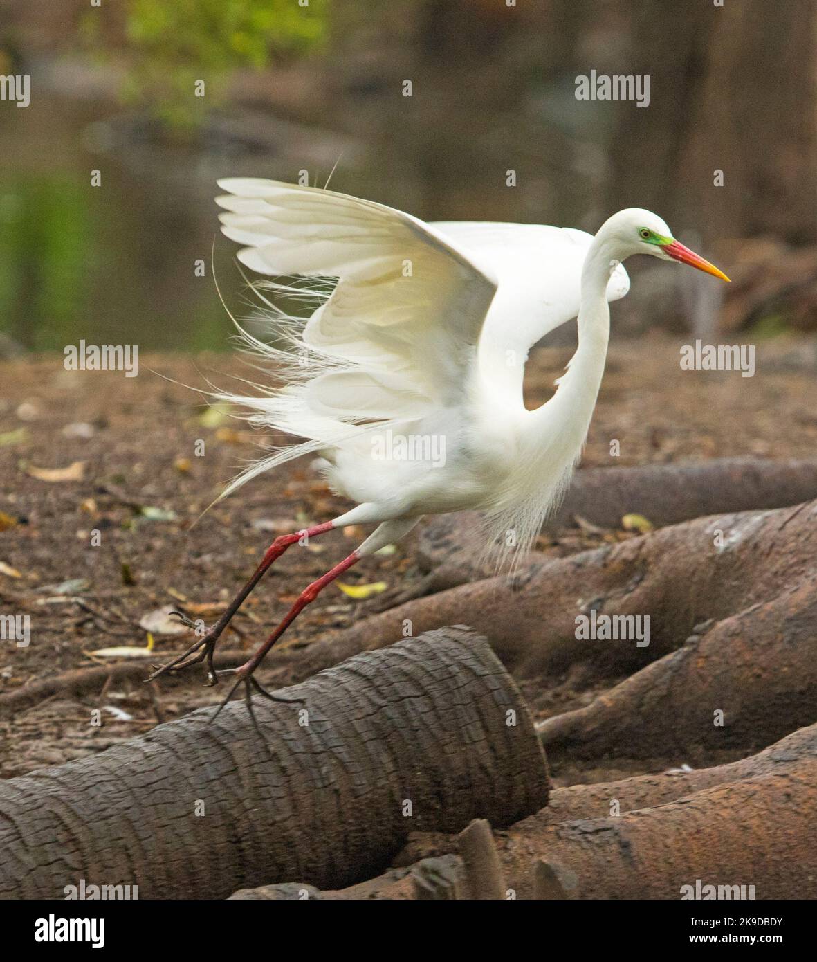 Large spectacular Plumed / intermediate egret, Ardea intermedia, in ...