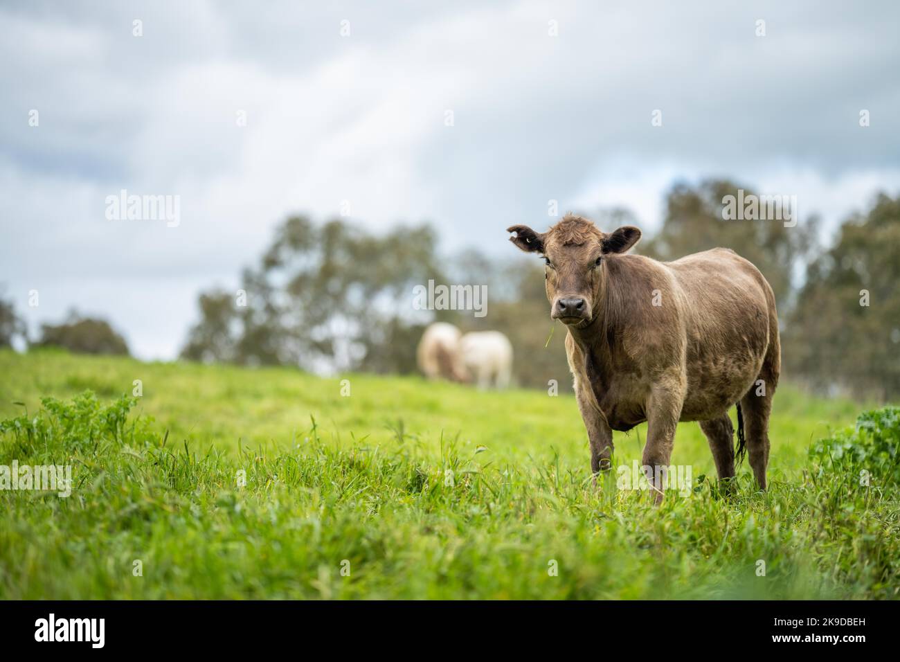 agriculture field, herd of beef cows in a field. springtime on a farm ...