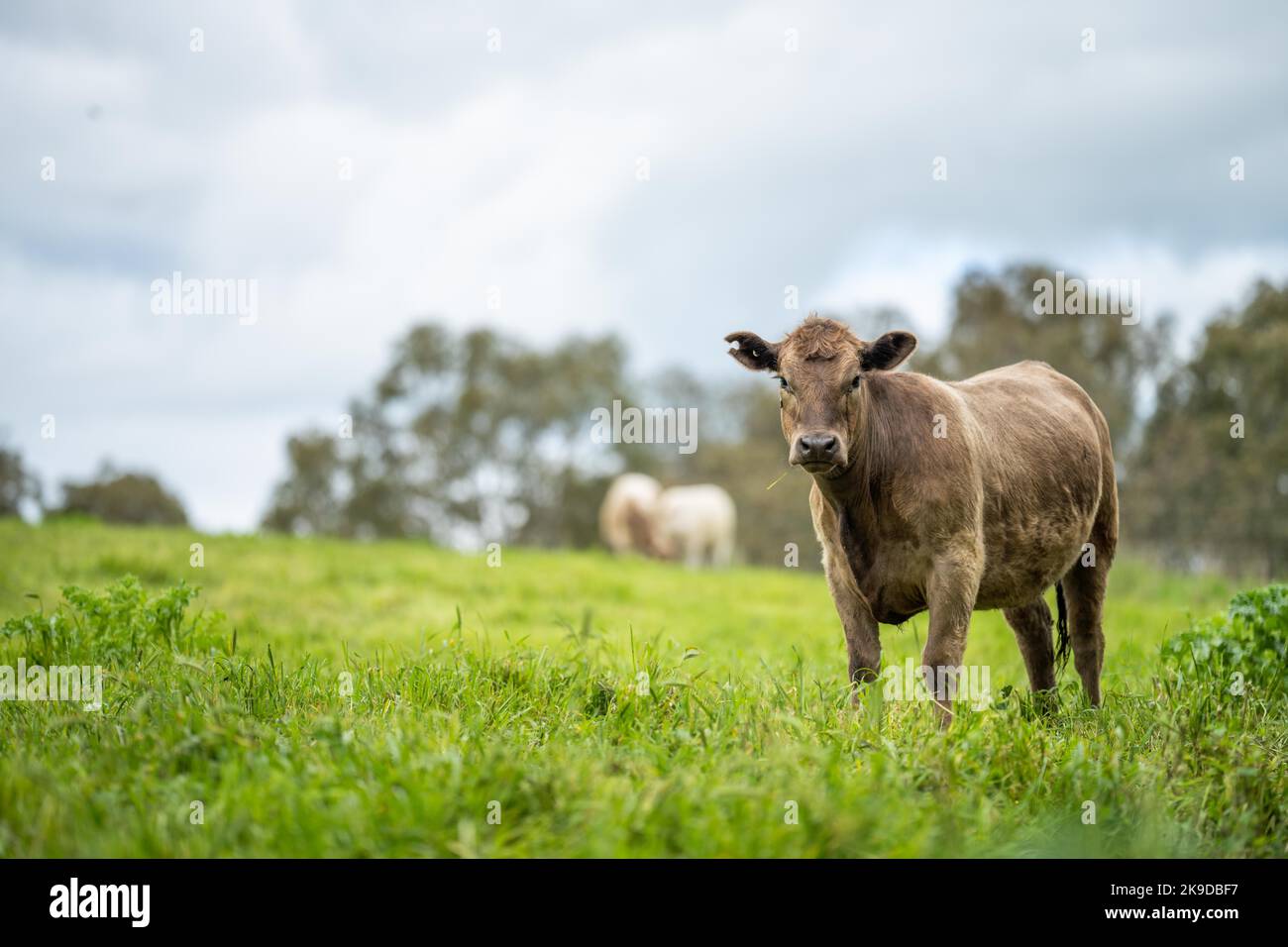 agriculture field, beef cows in a field. wagyu cattle herd grazing on ...