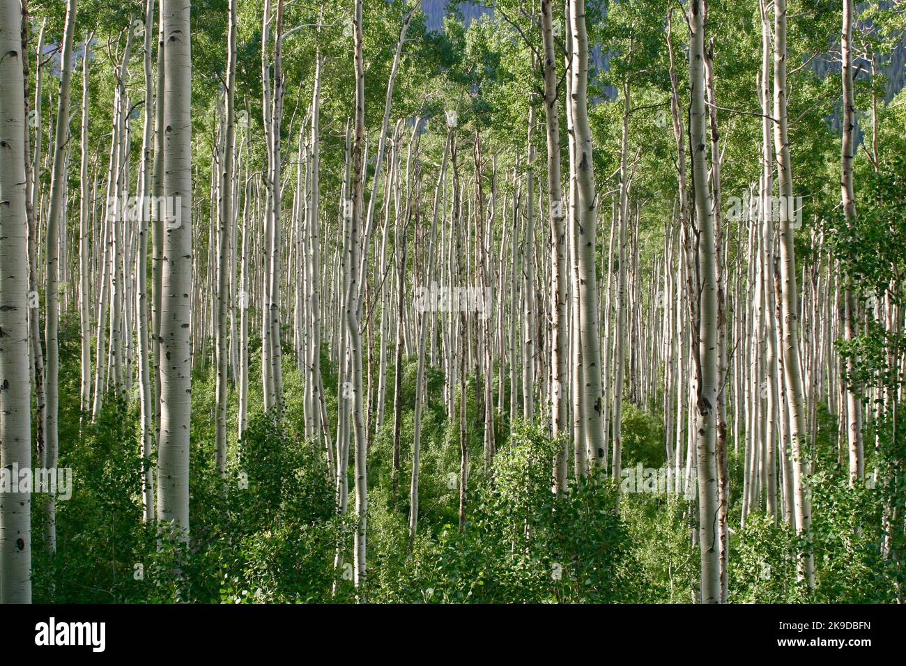 Grove of aspen trees hi-res stock photography and images - Alamy