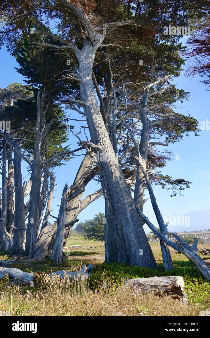 Monterey pine hi-res stock photography and images - Alamy
