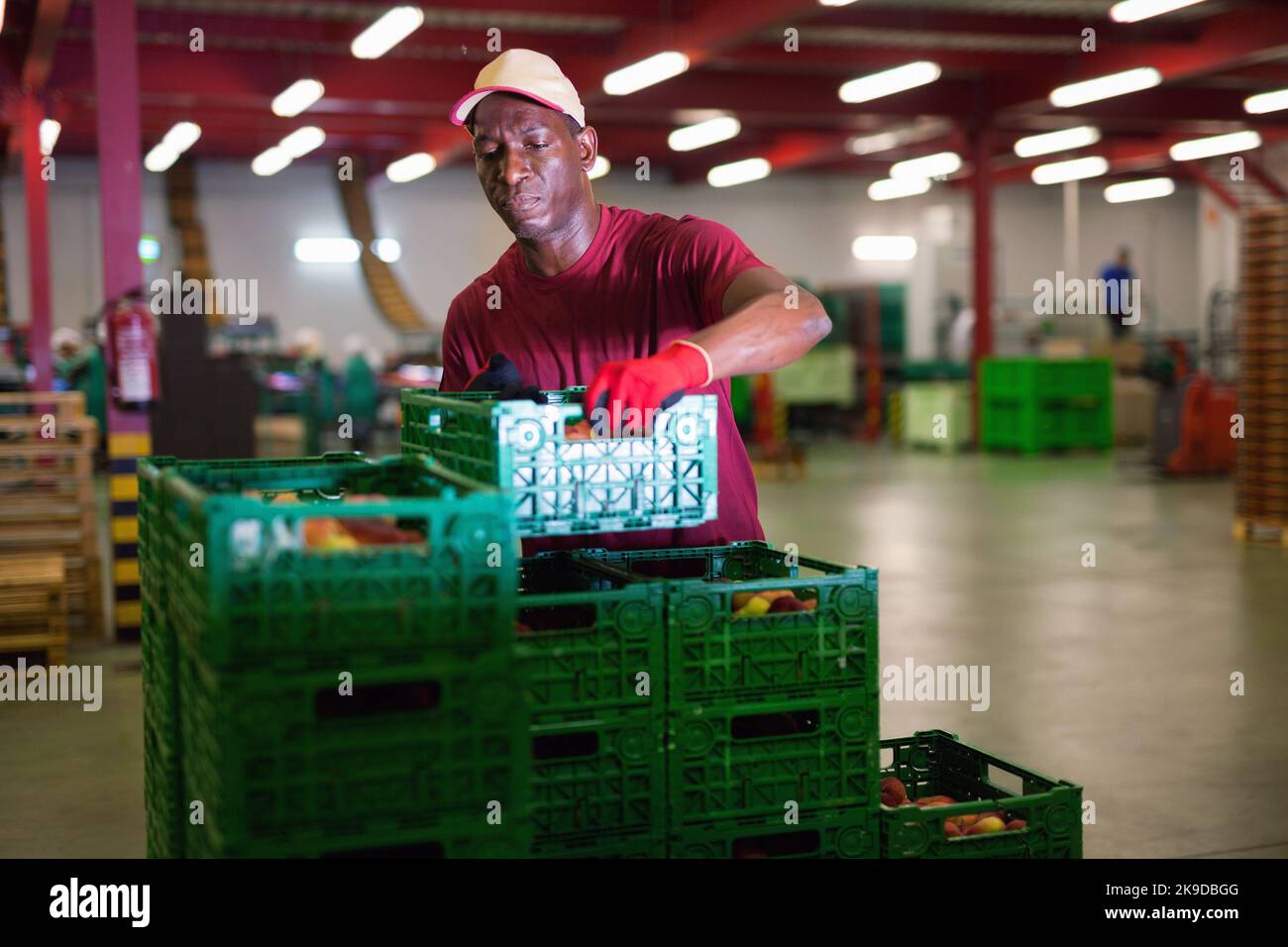Positive Afro workman stacking boxes with harvested peaches on fruits ...