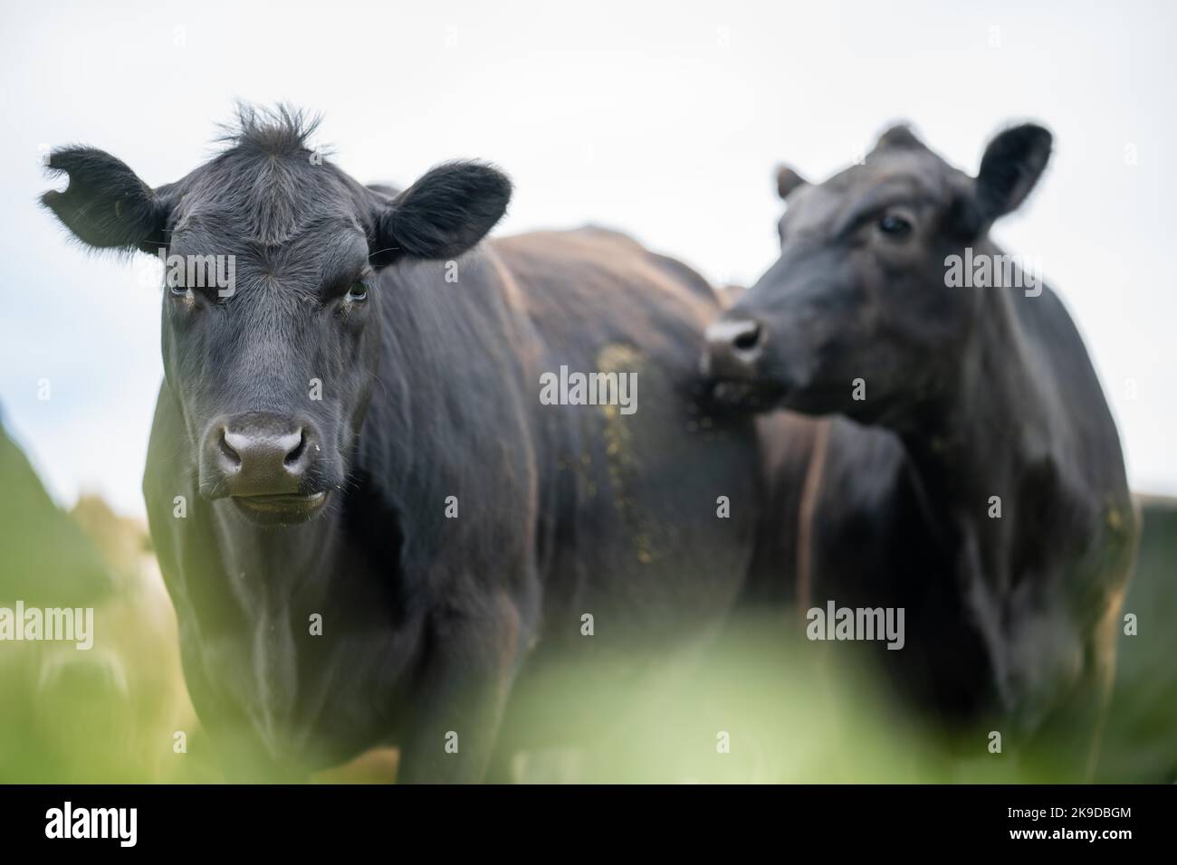 sustainable agriculture cow farm in a field, beef cows in a field. livestock herd grazing on ...
