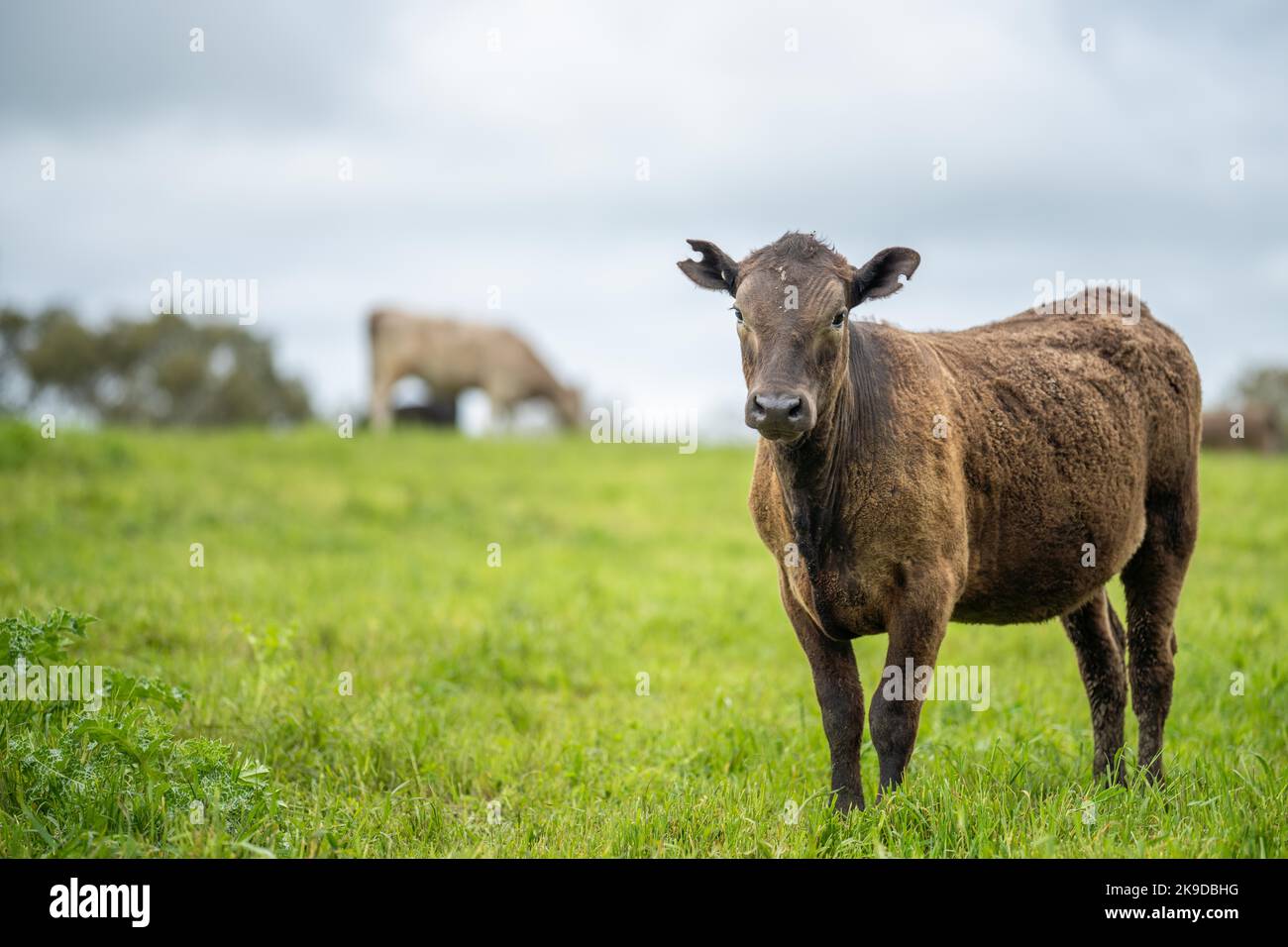 Dr congo mali flag hi-res stock photography and images - Alamy