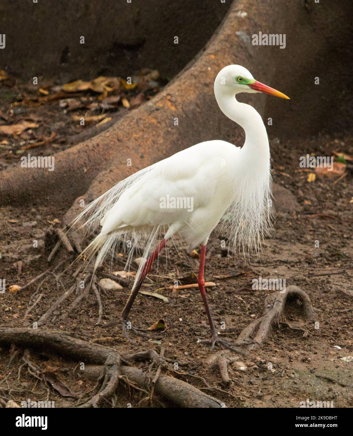 City of wildlife hi-res stock photography and images - Alamy