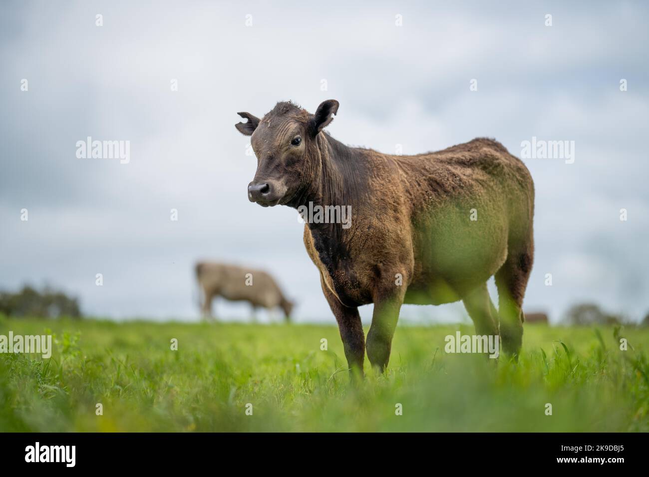 Angola ghana flag hi-res stock photography and images - Alamy