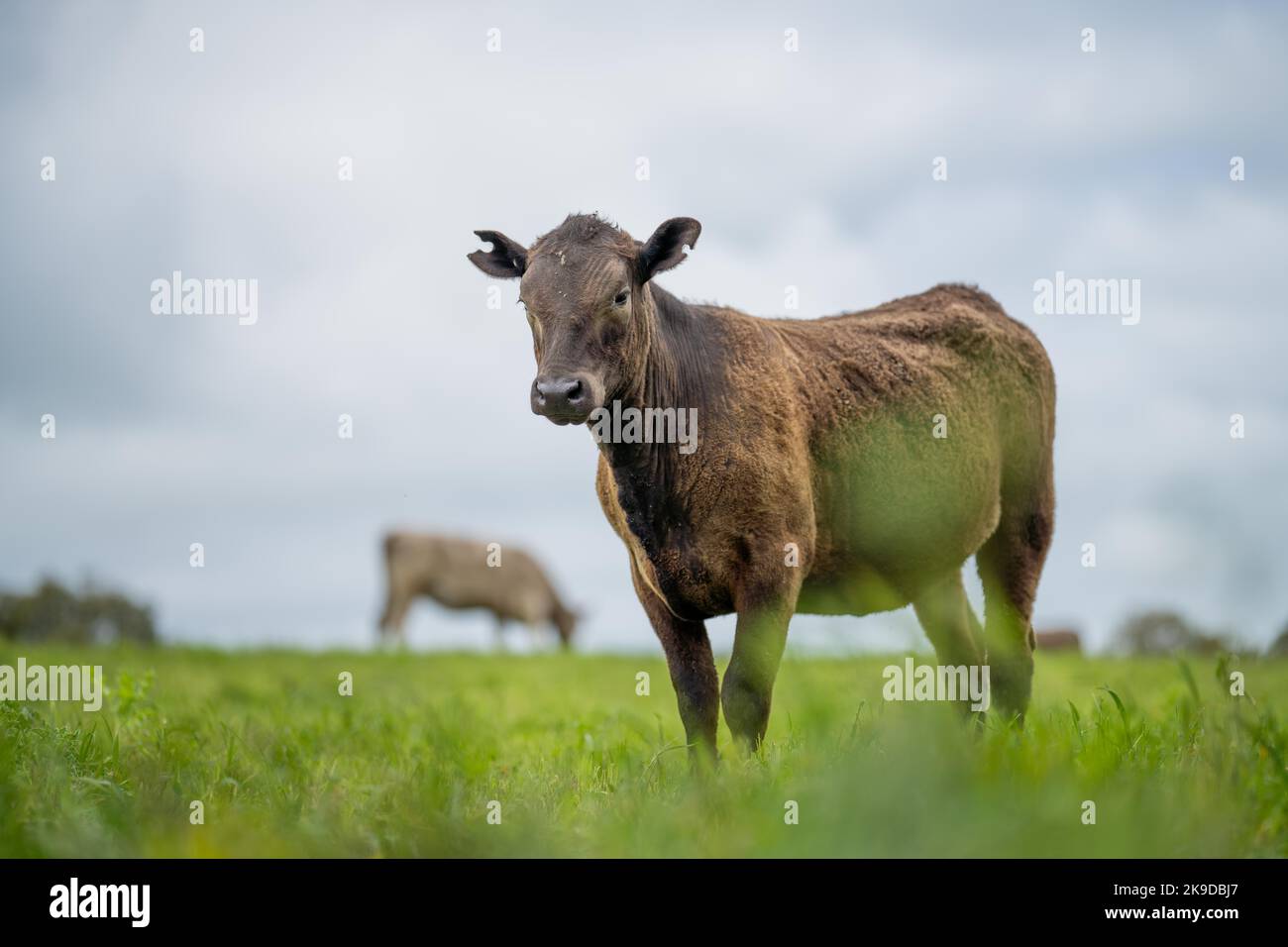 agriculture field, beef cows in a field. wagyu cattle herd grazing on ...