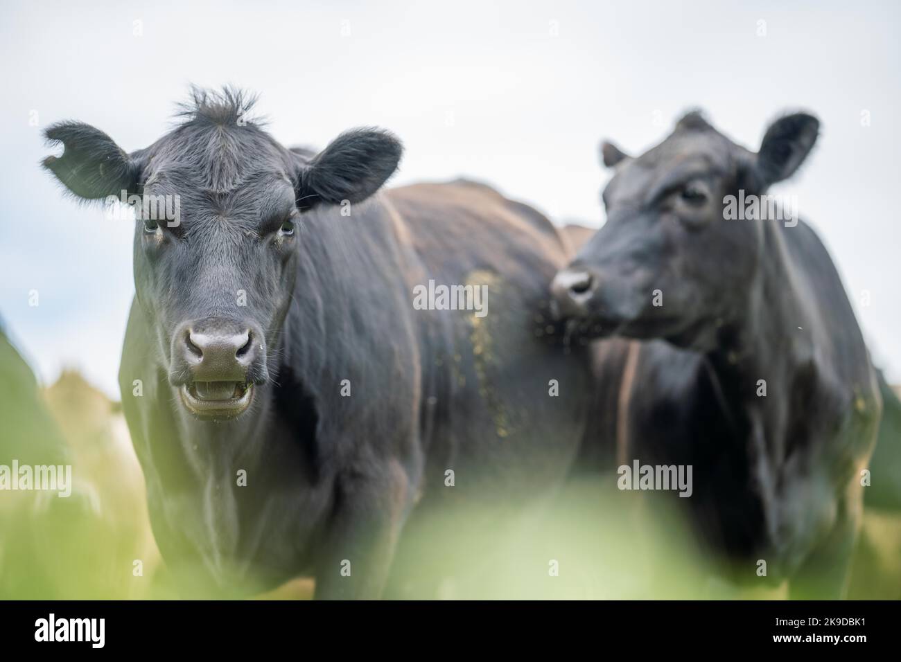 Regenerative Stud Angus, wagyu, Murray grey, Dairy and beef Cows and ...