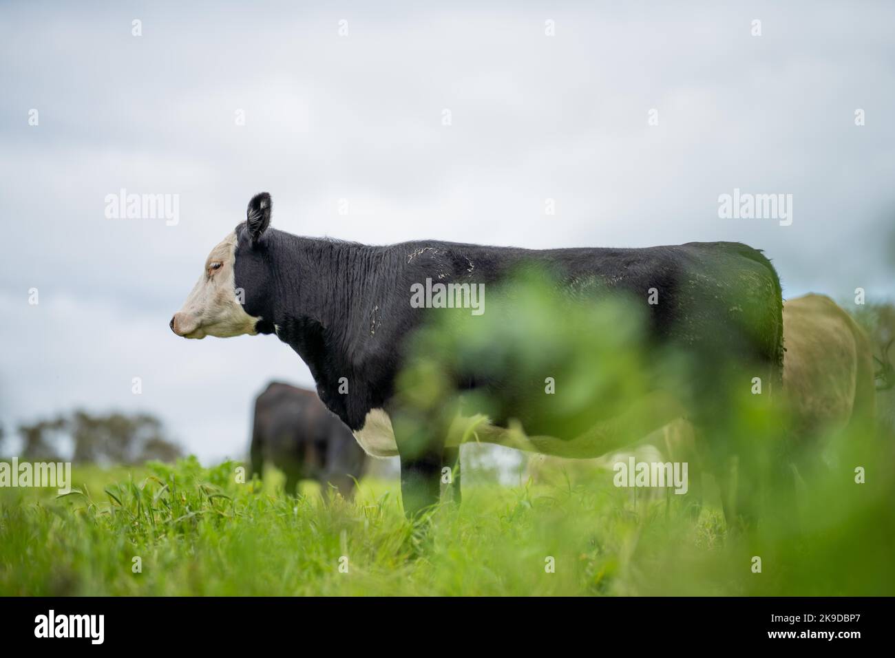 sustainable agriculture cow farm in a field, beef cows in a field. livestock herd grazing on ...