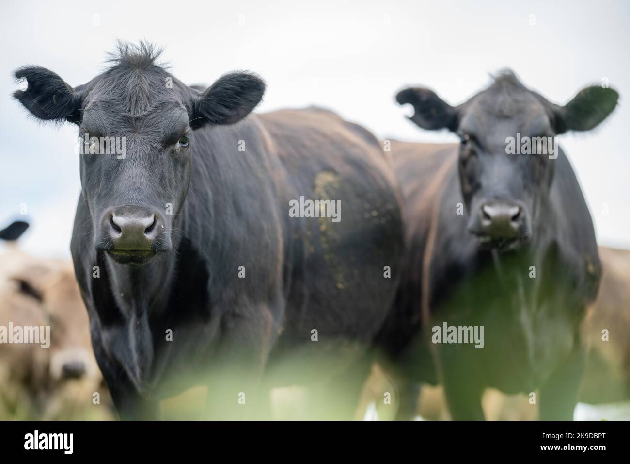 herd of Cows grazing on pasture in a field. regenerative angus cattle ...