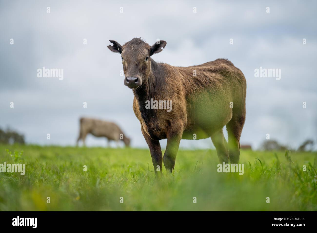 agriculture field, herd of beef cows in a field. springtime on a farm ...