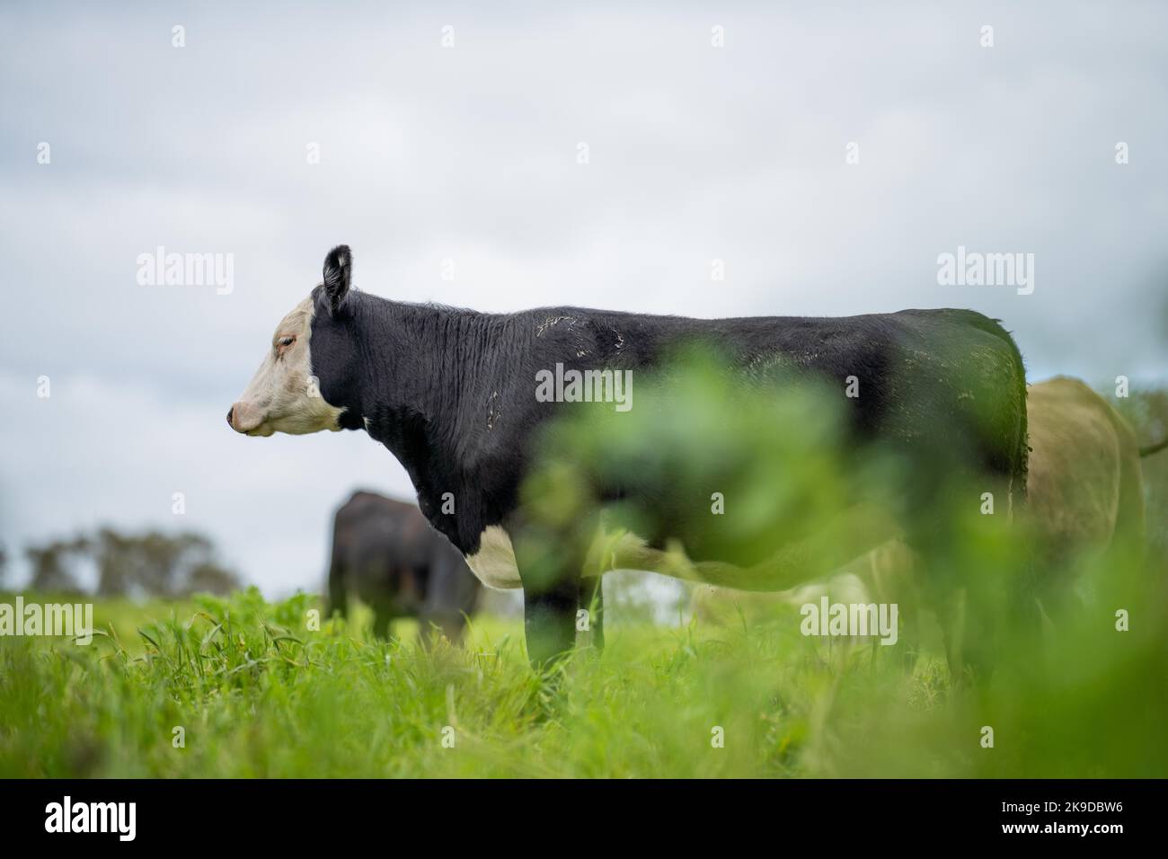German angus cow calf hi-res stock photography and images - Alamy