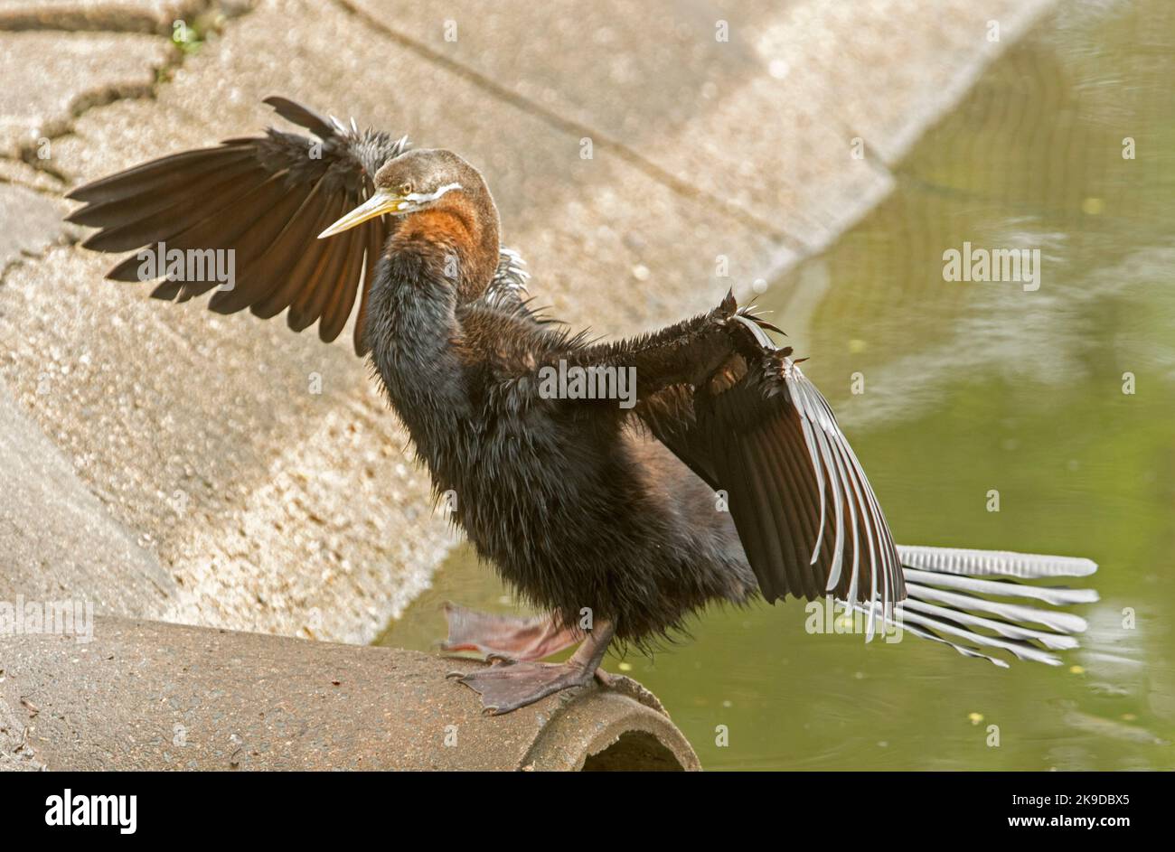Australasian Snake-necked Darter, Anhinga novaehollandiae, drying its ...