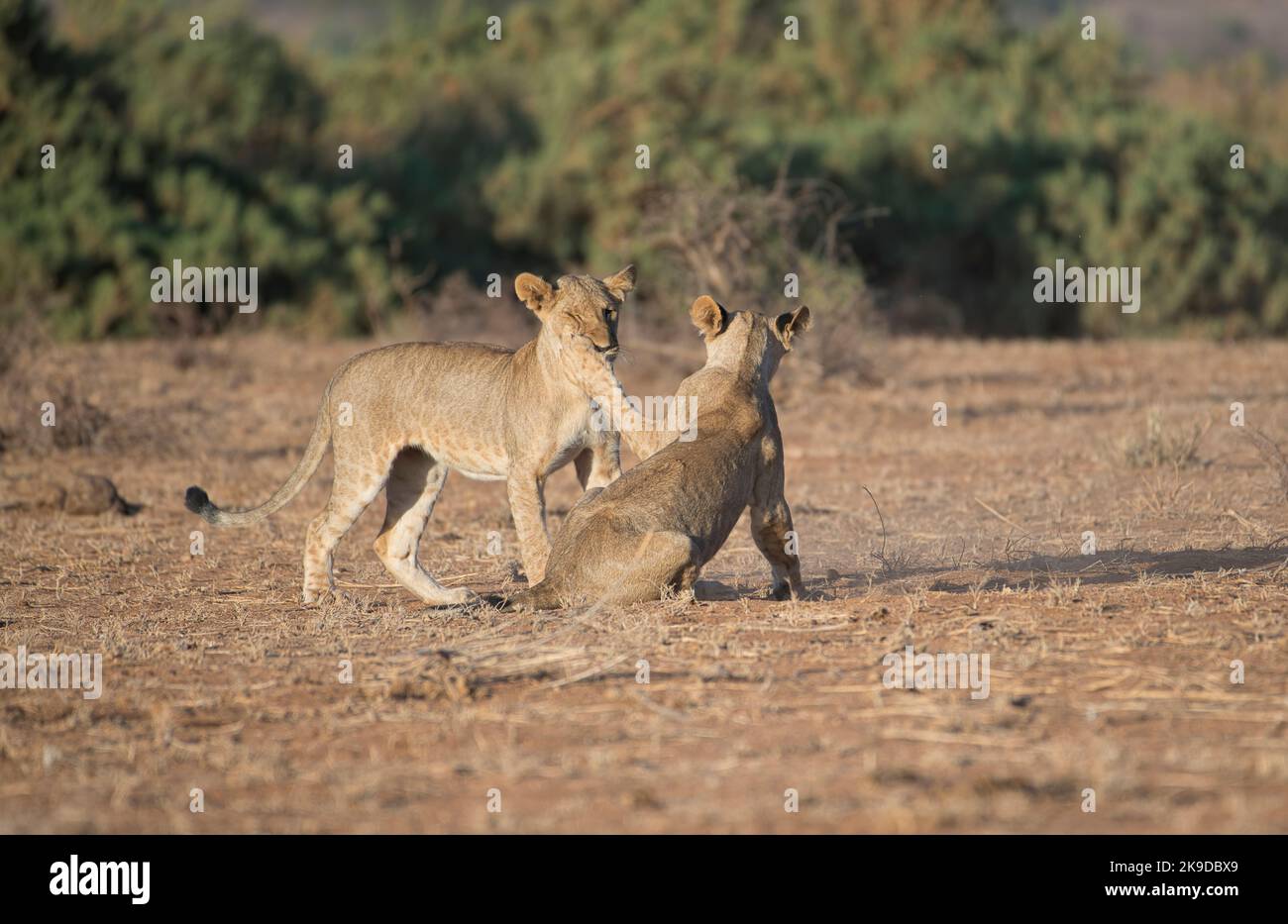 Lion (Panthera leo) cubs play-fighting, practicing skills they will ...