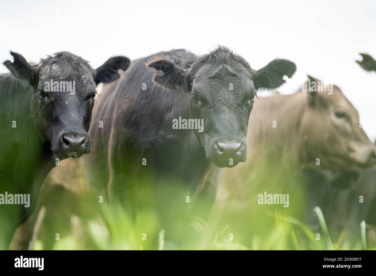agriculture field, herd of beef cows in a field. springtime on a farm ...